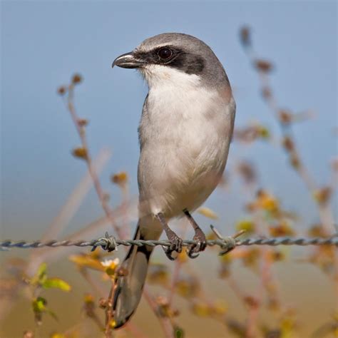 Eastern Loggerhead Shrike Wildlife Preservation Canada