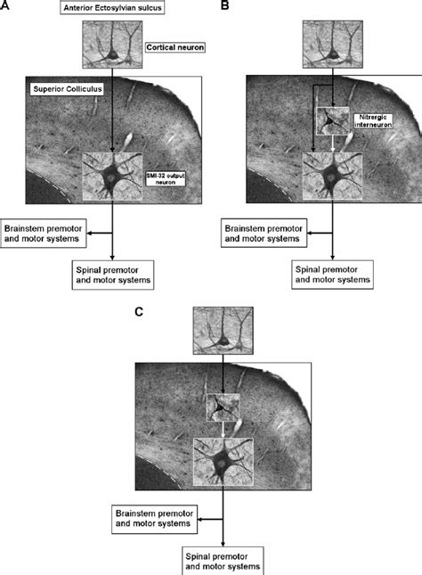 Schematic Diagram Summarizing The Ways By Which The Impact Of Aes