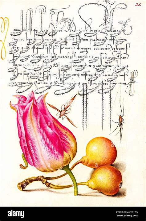 HOEFNAGEL Joris Illustrator And Georg BOCSKAY Calligrapher