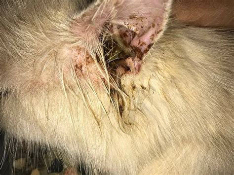Otitis Interna Is The Infection Of Pet Aid Clinic Facebook