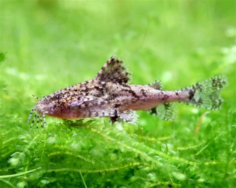 Deltaflügel Zwergwels Hara Jerdoni Sonstige Welse Wels And Co