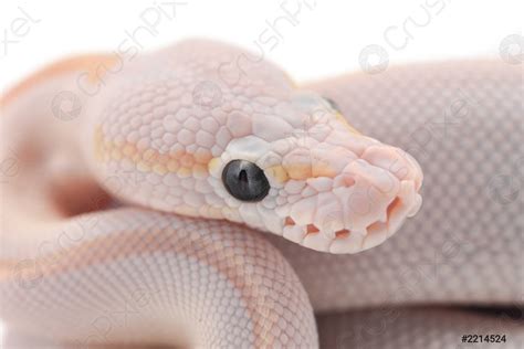 Serpent Python Blanc