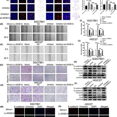 Mir‐664a‐3p Promotes Metastasis Of Gc In Vivo A Photographs Of Tumors