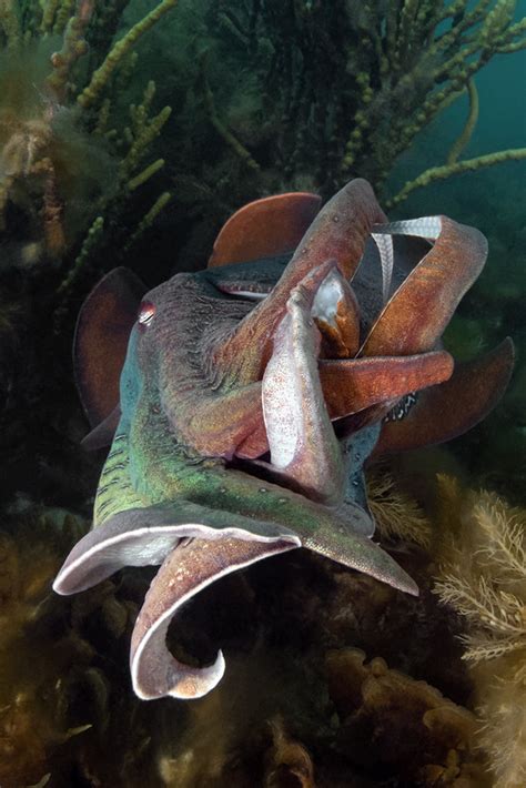 Cuttlefish Migration Report Page 3 Scubaboard