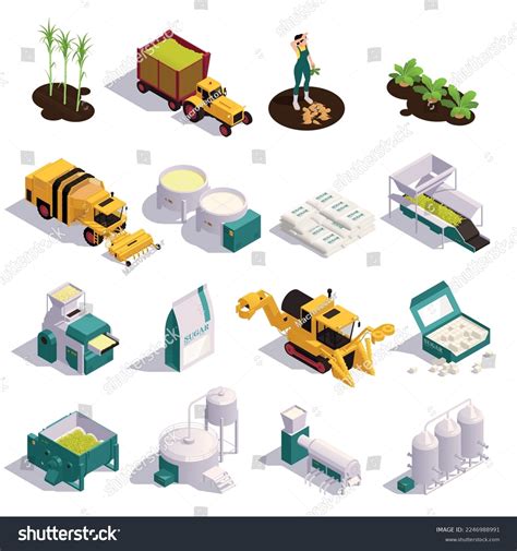 Sugar Production Isometric Set Equipment Harvesting Stock Vector