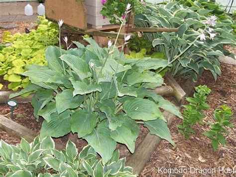 Komodo Dragon Hosta — Favorite Perennials