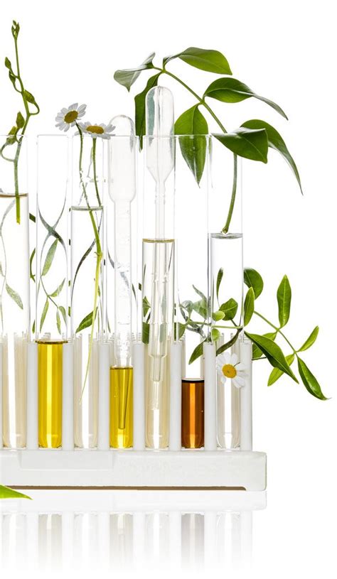 Botanical Beakers Sydney Beige 28x9x12 Artofit
