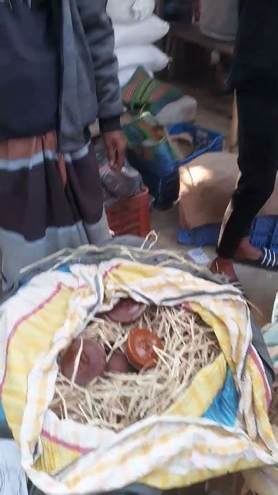 আমাদের নাটোর জেলা নাজির পুর এ খেজুর পাটালী গুর Youtube