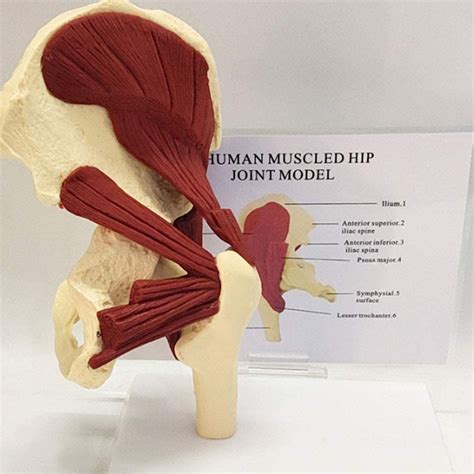 Buy Uigjiog Human Muscular Hip Articulation Model Human Anatomical Model Hip Articulation Model