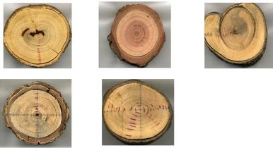 Memoire Online Using Tree Ring Analysis To Study The Growth Performance From Saplings To