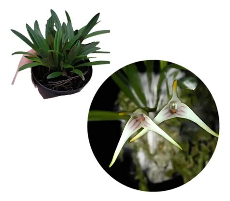 Orquídea Mini Masdevallia Wendlandiana Adulta Parcelamento Sem Juros