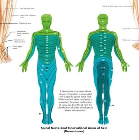 Spinal Nerve Function Anatomical Chart Anatomy Models And Anatomical