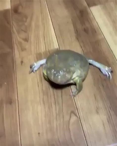 Frog Gurgling Album On Imgur