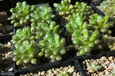 Lithops Stories Last Years Anacampseros Seedlings Still Kicking 35 Pics