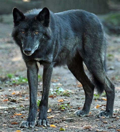 Timberwolf Gelschenkirchen Jn6a2716