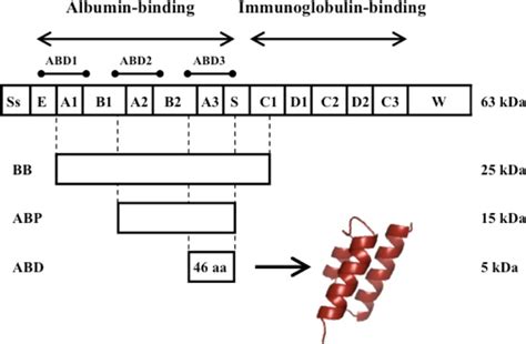Schematic Representation Of Streptococcal Protein G Protein G Consists