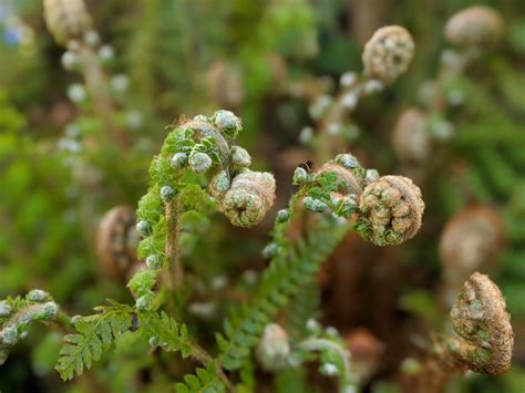 Polystichum Setiferum ‘divisilobum Wollaston A Fern For Dry Shade