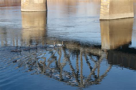 Безплатна снимка море дърво вода зима слънчева светлина сутрин