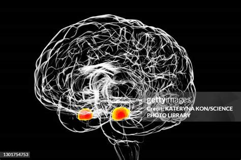 Reptilian Brain Amygdala