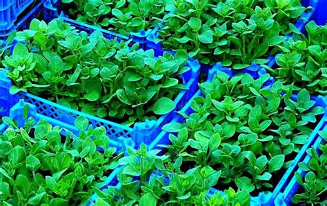 Common Seed Starting Mistakes To Avoid Slick Garden