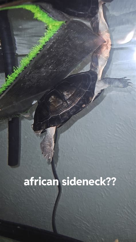 Requesting Id Confirmation As Well As General Advice And Good Links