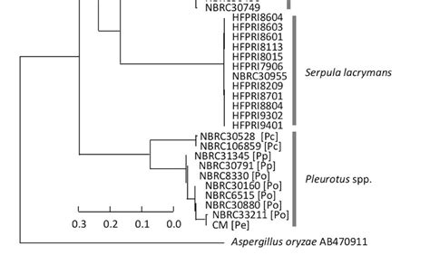 msp dendrogram based on the nucleotide sequence of the internal