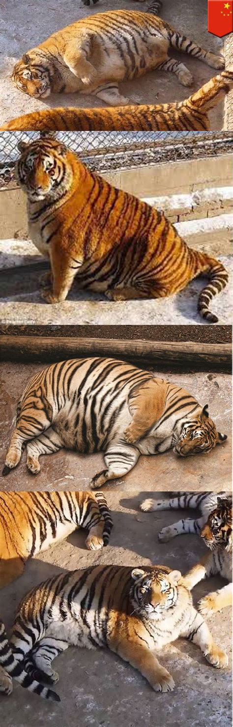 호랑이 돼랑이 인스티즈 Instiz 이슈 카테고리