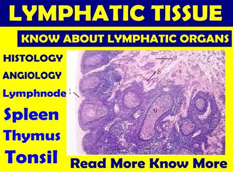 Lymphatic System Histology Anjani Mishra