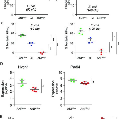 Functional Heterogeneity Of Lung Pmn A Timeline Of Assays B E