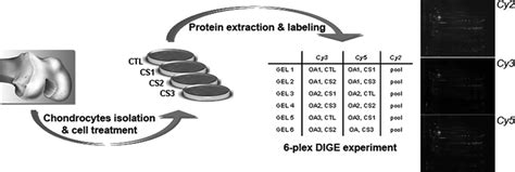 Dige Experimental Design Chondrocytes Were Obtained From Three Download Scientific Diagram