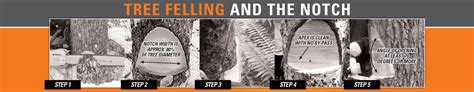 Tree Felling And The Notch Stihl Proline