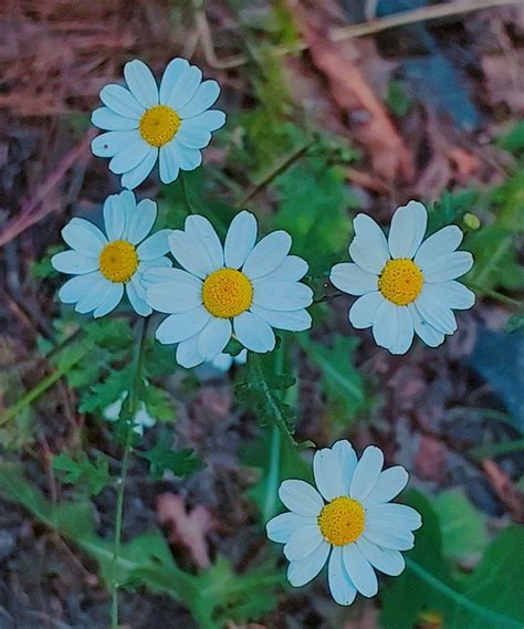 رنگین شدن روستای ازغد با رویش گل‌های بابونه تصاویر
