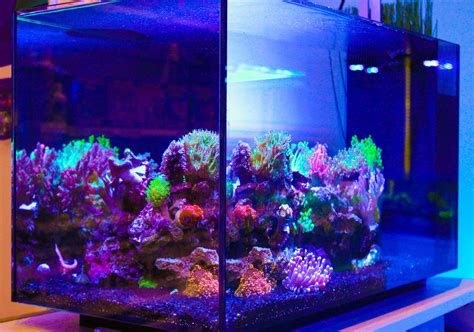 Fluval Evo 13 5 Gallon Evo Xii Marine Aquarium Kit Review 2019