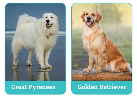 Great Pyrenees Vs Golden Retriever Key Diffenences Explained With