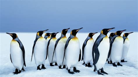 Linux Kernel 66 Is The Next Long Term Support Release Zdnet