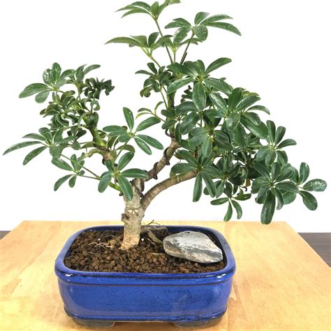 Schefflera Schefflera Arboricola Bonsai Allshapes Bonsai