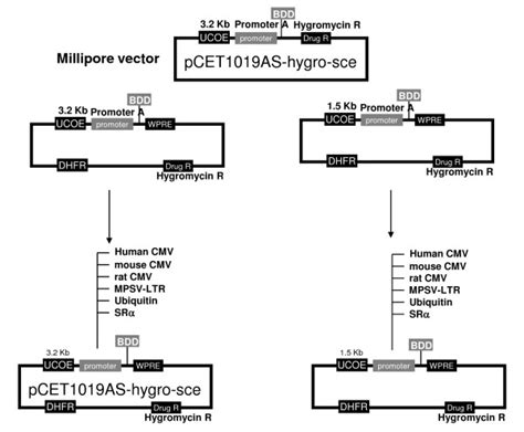 Schematic Representation Of All The Plasmid Vectors Constructed And