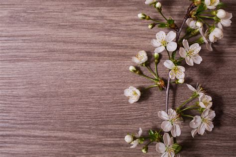 복고풍 배경에 신선한 향기로운 꽃 체리에서 국경 선택적 초점 텍스트의 공백입니다 나무 표면에 꽃 벚꽃 0명에 대한 스톡 사진 및