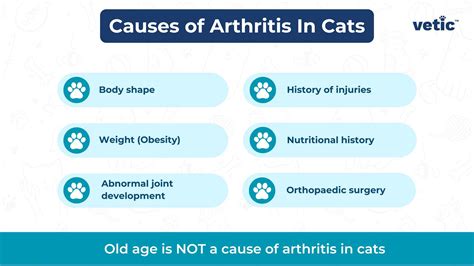 Arthritis In Cats Causes Signs Treatment And Prevention