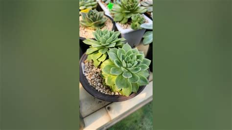 착한마녀의 다육이야기 다육이 다육이분갈이 다육농원 다육이종류 다육이판매 다육이키우기 경주다육이 선물추천 다육이금