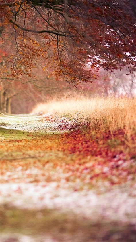 Beech Autumn Trees Iphone Wallpapers Free Download