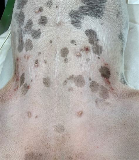 Did You Know Dogs Can Animal Dermatology Clinic Perth