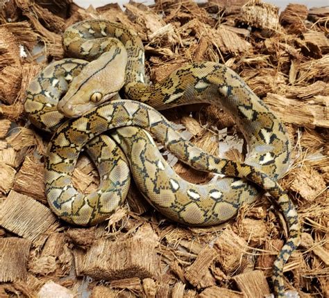 Kalaotoa Super Dwarf Reticulated Python Traits Morphpedia