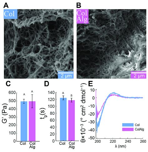 Sem Micrographs Of Collagen A And Colalg B Storage Modulus C