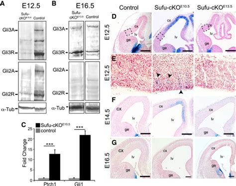 Deregulated Gli2 And Gli3 Activity And Ectopic Activation Of Shh