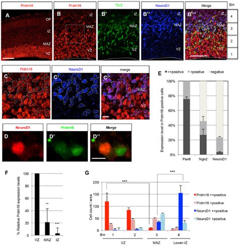 Prdm16 Mgi Mouse Gene Detail Mgi1917923 Pr Domain Containing 16