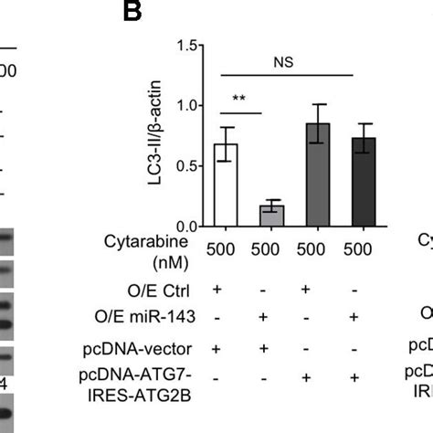 Ectopic Co Expression Of Atg7 And Atg2b Restores Autophagy And