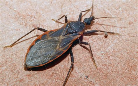 Kissing Bug Bite Allergic Reaction