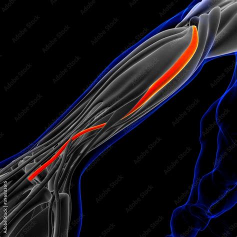 Extensor Carpi Radialis Brevis Muscle Anatomy For Medical Concept 3d