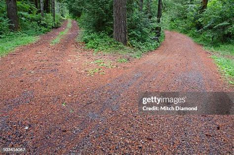 Forest Path Fork Photos And Premium High Res Pictures Getty Images